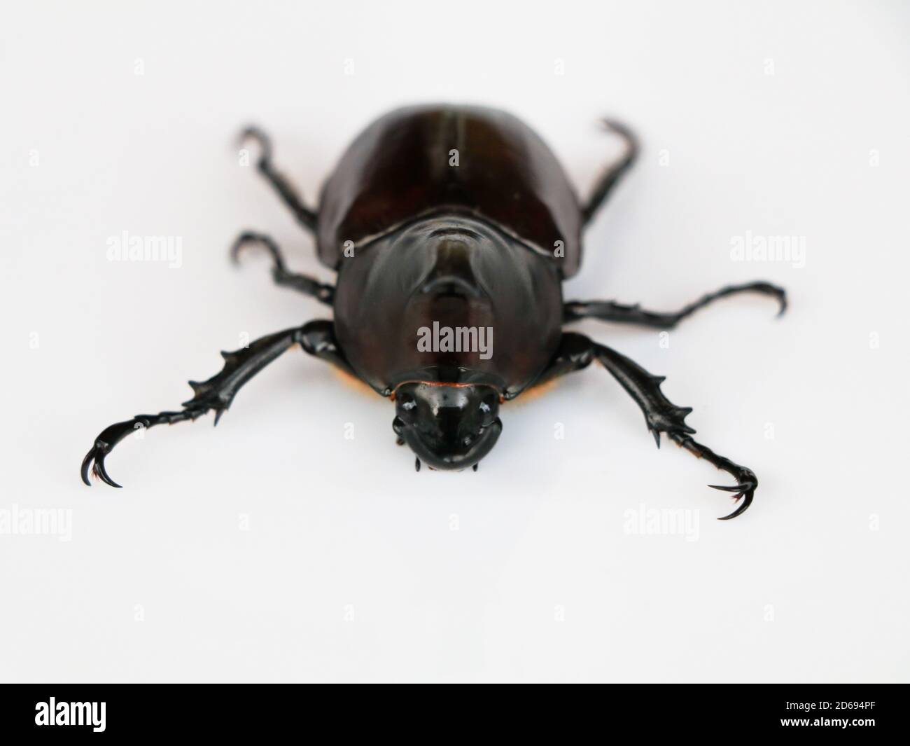 Coconut palm rhinoceros beetle hi-res stock photography and images - Alamy