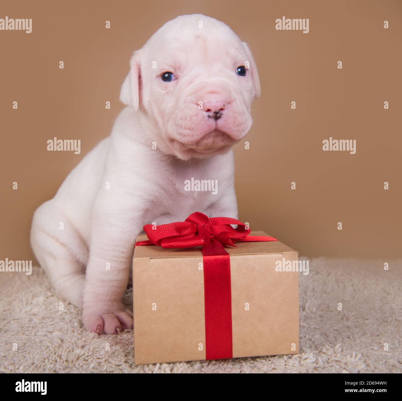 Cute bulldog gift box hi-res stock photography and images - Alamy
