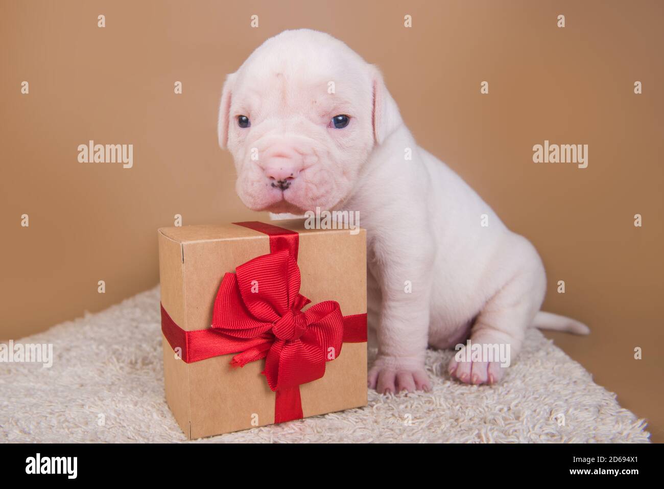 Cute bulldog gift box hi-res stock photography and images - Alamy
