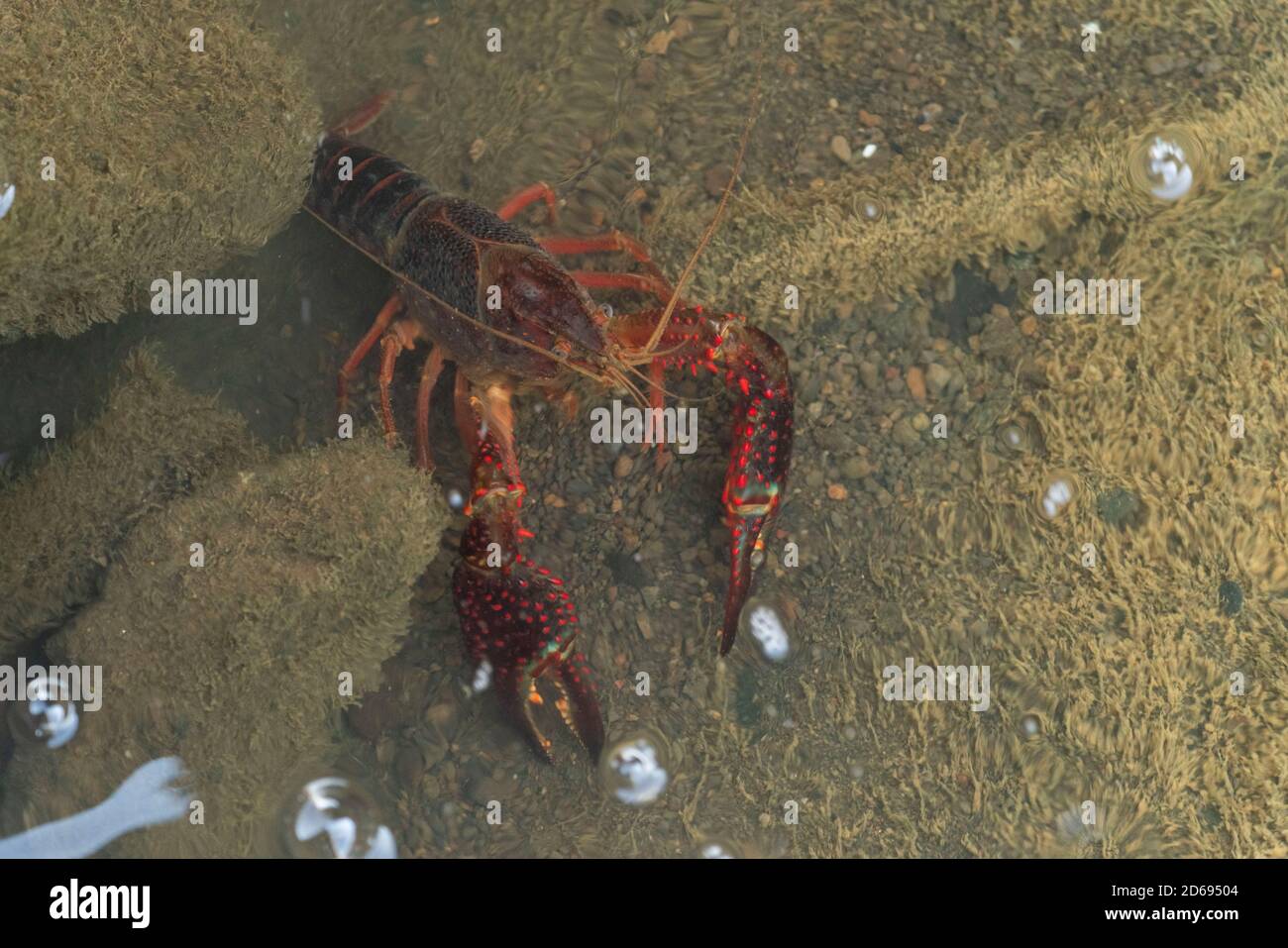 Red swamp crayfish (Procambarus clarkii) gathered in waterway of rice ...