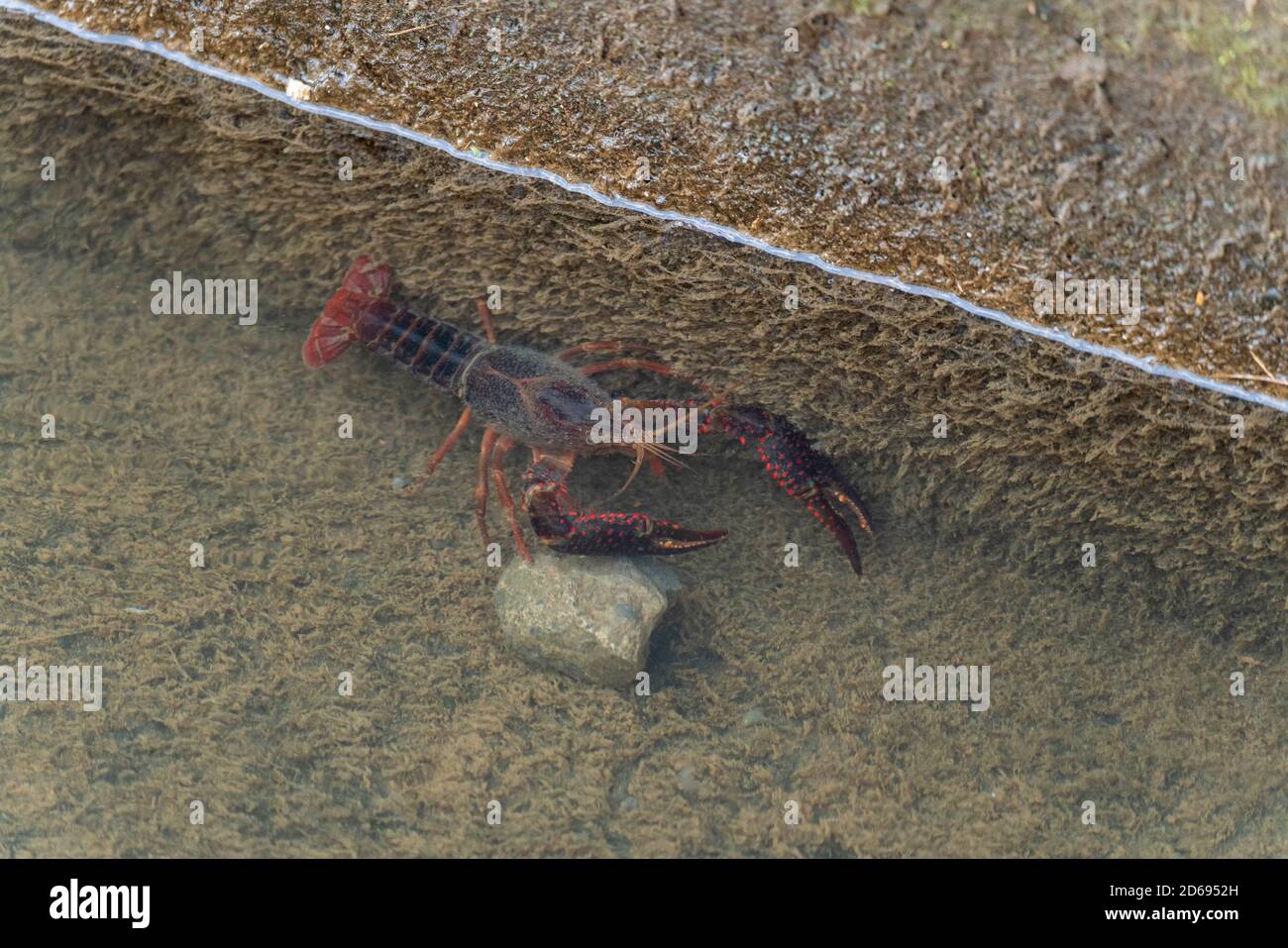 American crayfish procambarus clarkii hi-res stock photography and ...