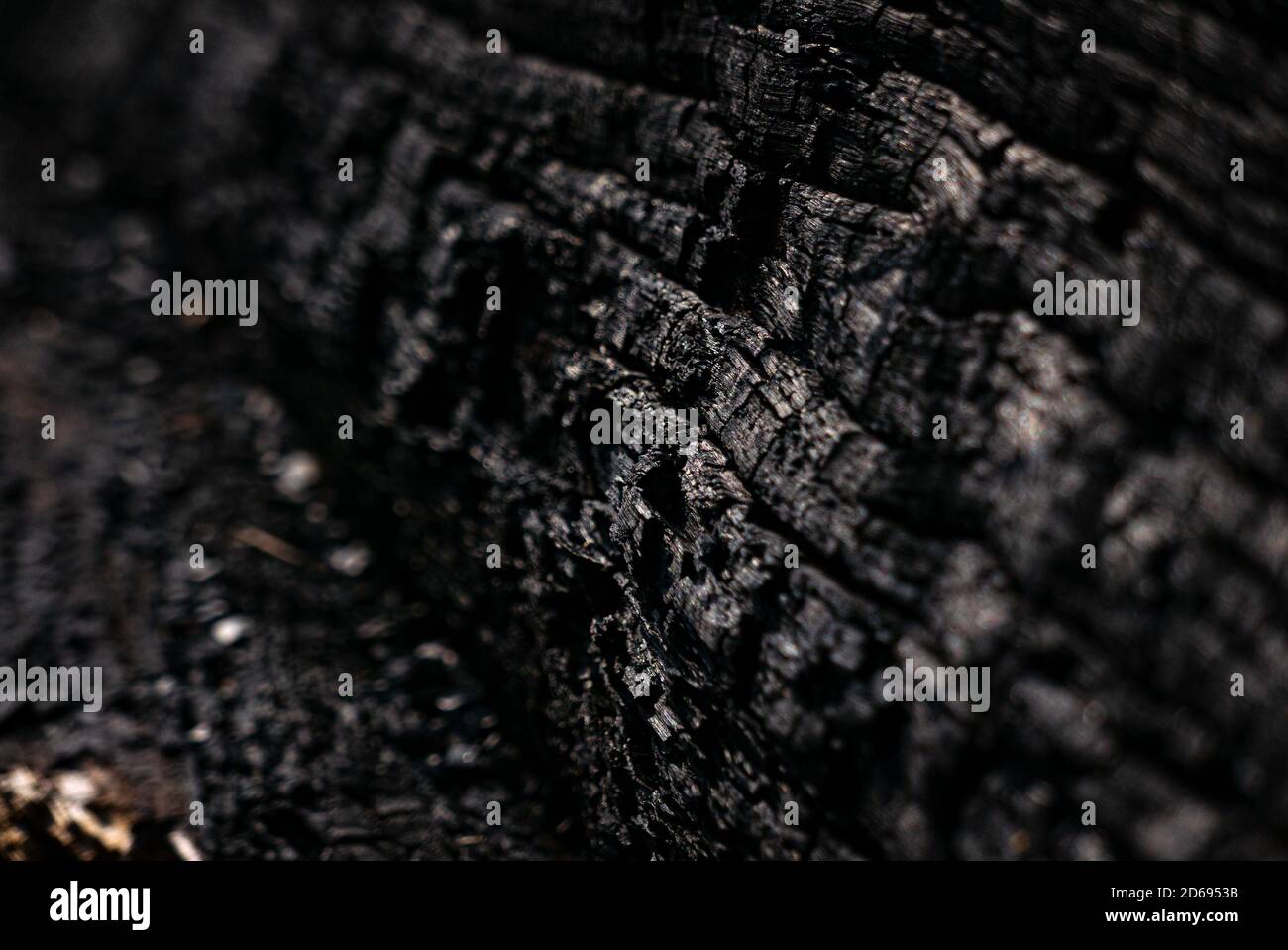 Burnt tree texture shoot after fire in a wood Stock Photo - Alamy