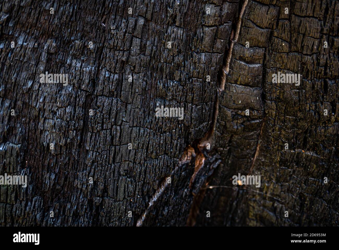 Burnt tree texture shoot after fire in a wood Stock Photo - Alamy