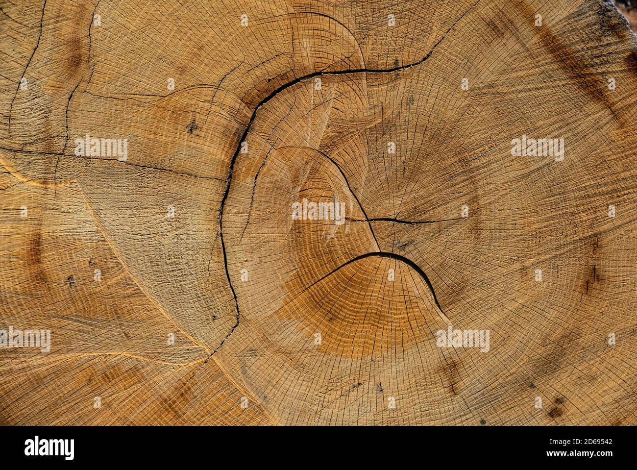 Fresh Cut-off tree texture background shoot in forest Stock Photo - Alamy