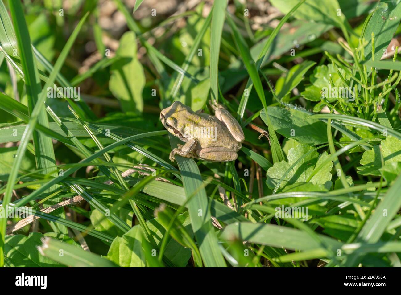 Japanese tree frog (Dryophytes japonicus) in brown color, Isehara City ...