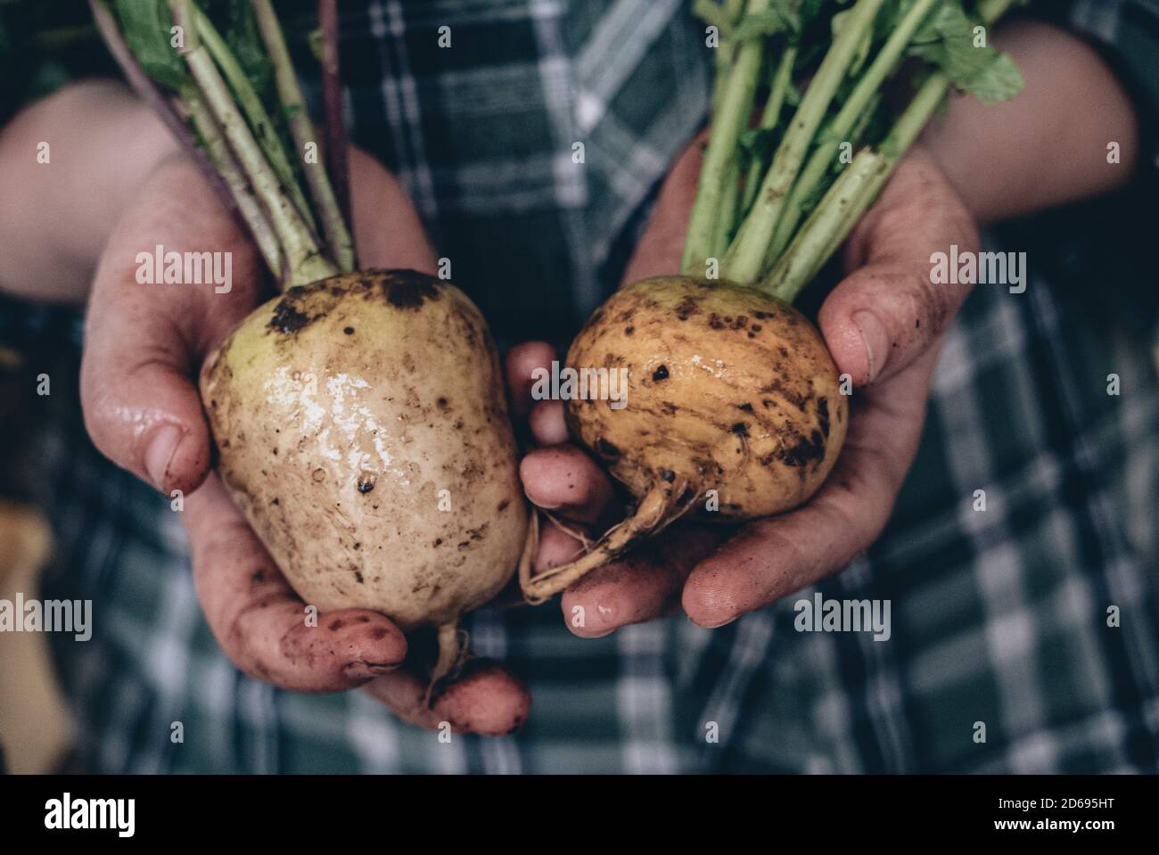 Hands holding turnips hi-res stock photography and images - Alamy