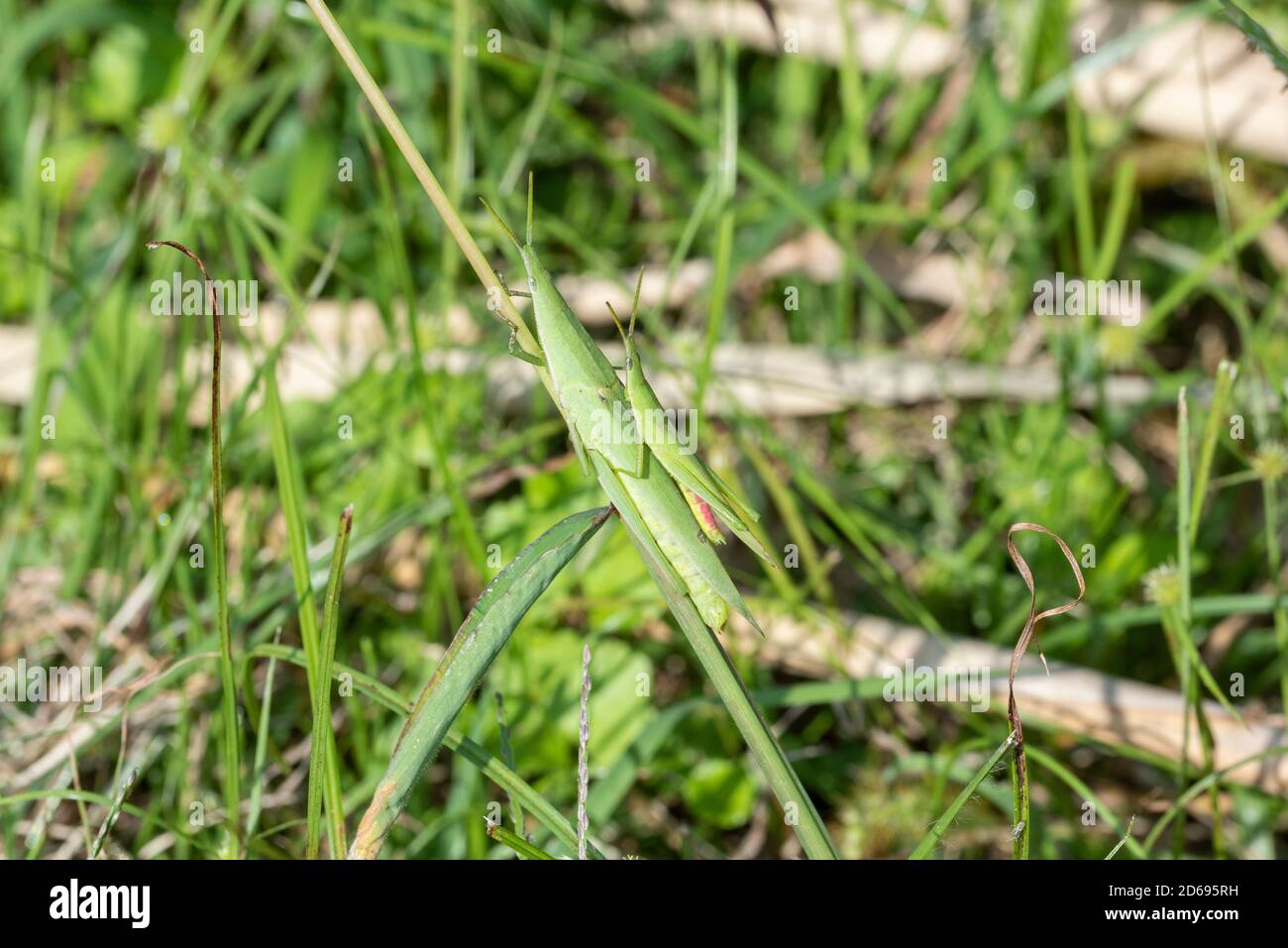 Atractomorpha lata hi-res stock photography and images - Alamy