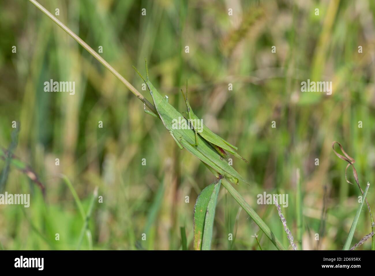 Female and male (riding on female) Atractomorpha lata, Isehara City ...