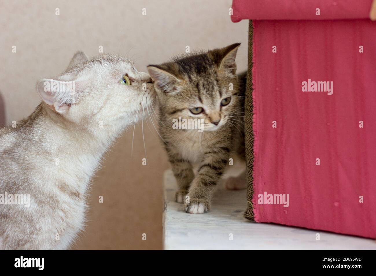 Cute mother cat kissing her kitten kid Stock Photo - Alamy