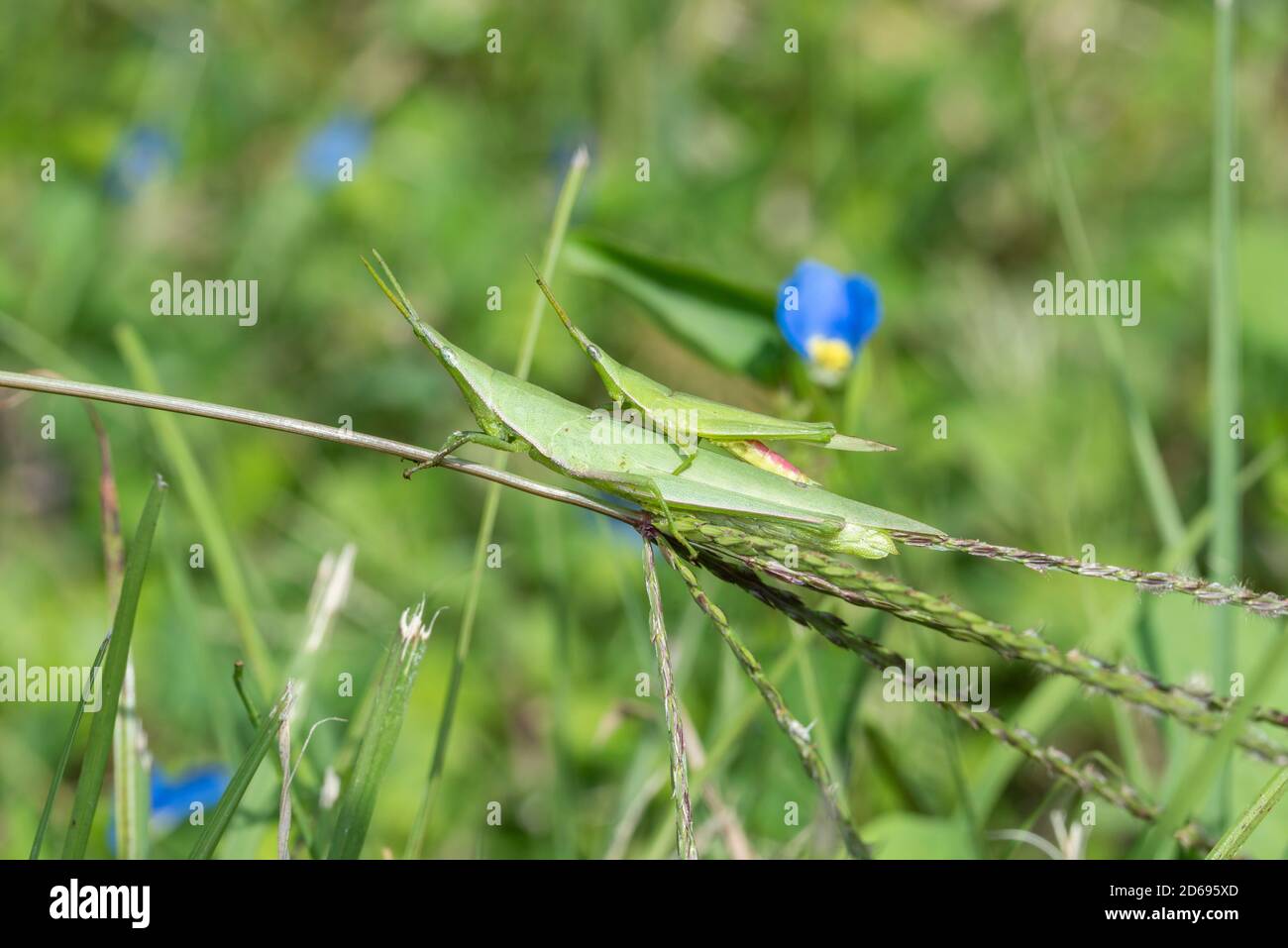 Female and male (riding on female) Atractomorpha lata, Isehara City ...