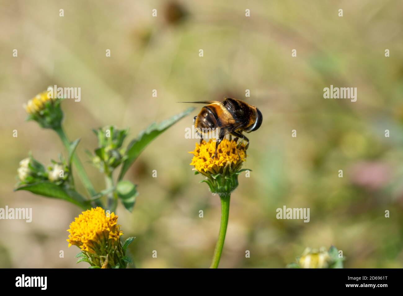 Phytomia zonata sucking Bidens pilosa var. pilosa, Isehara City, Kanagawa Prefecture, Japan ...