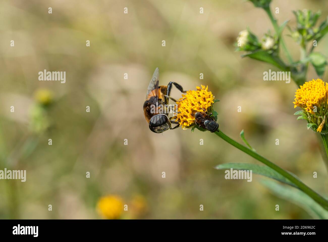 Phytomia zonata sucking Bidens pilosa var. pilosa, Isehara City, Kanagawa Prefecture, Japan ...