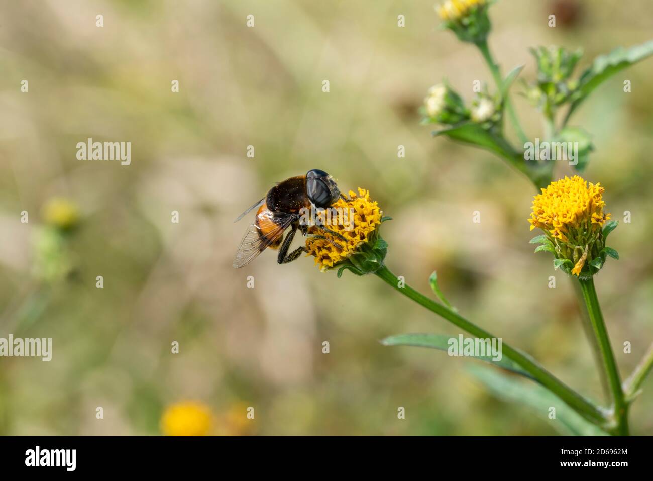 Phytomia zonata sucking Bidens pilosa var. pilosa, Isehara City, Kanagawa Prefecture, Japan ...