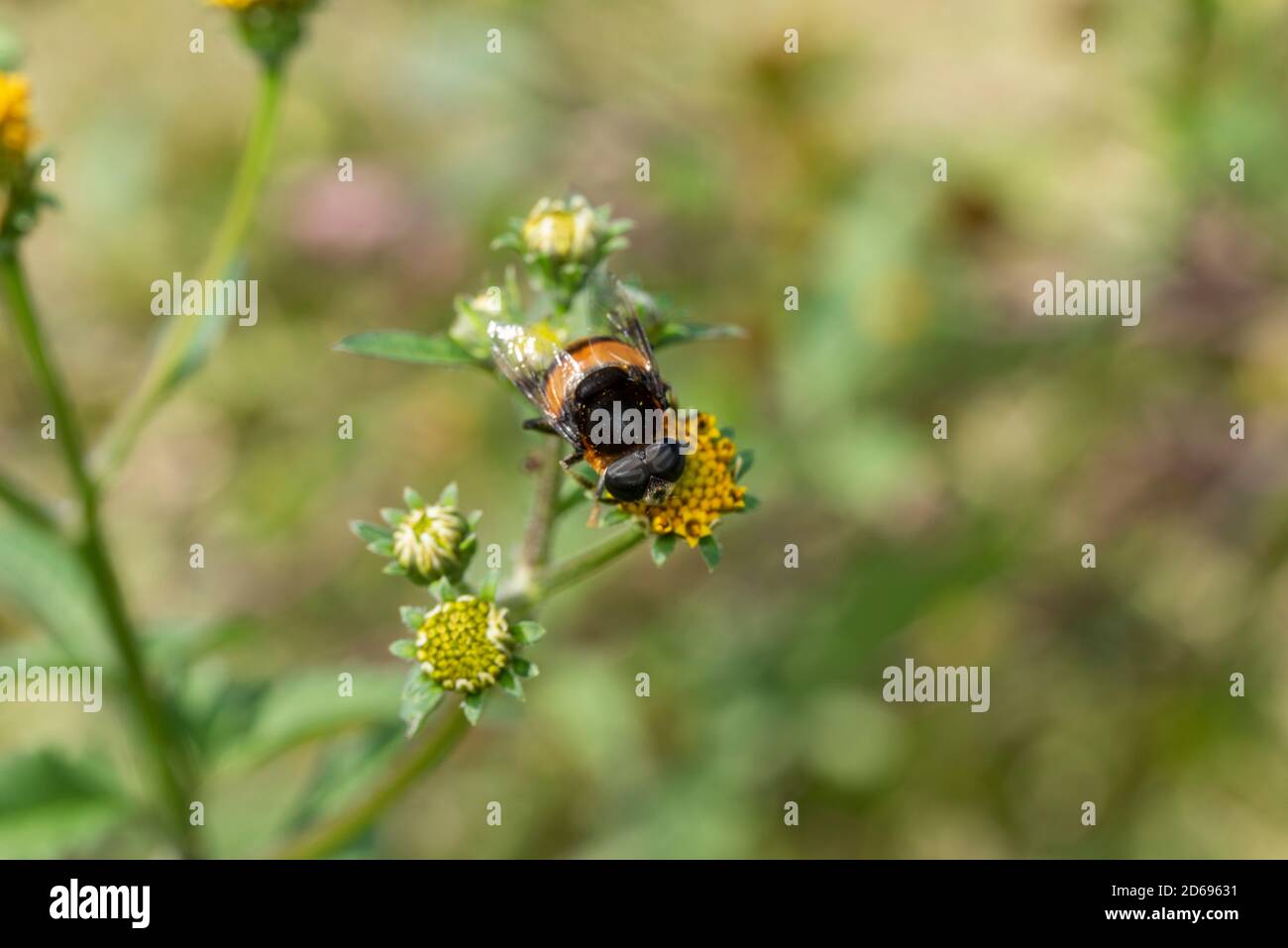 Phytomia zonata sucking Bidens pilosa var. pilosa, Isehara City, Kanagawa Prefecture, Japan ...
