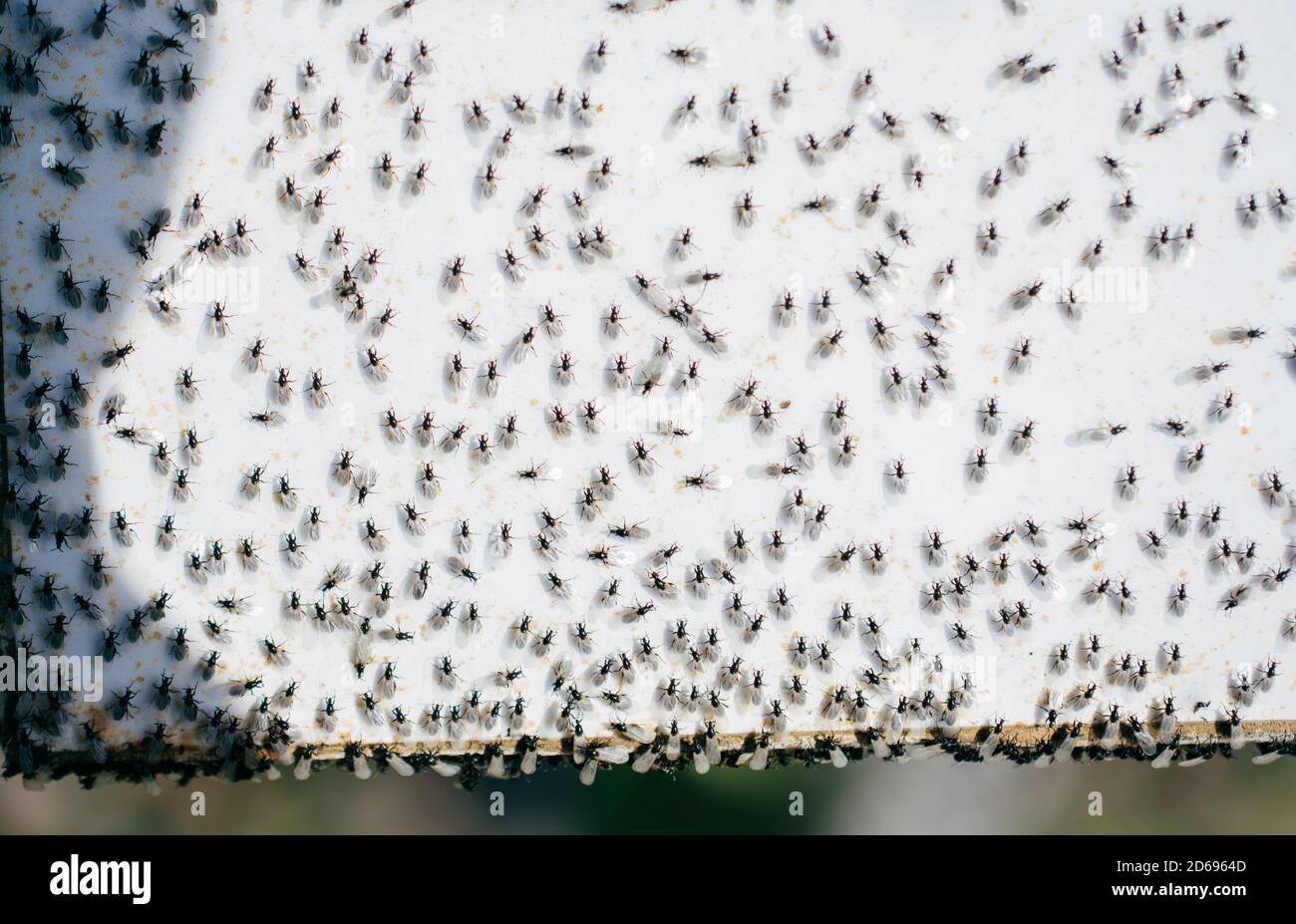 Flying ants swarm hi-res stock photography and images - Alamy