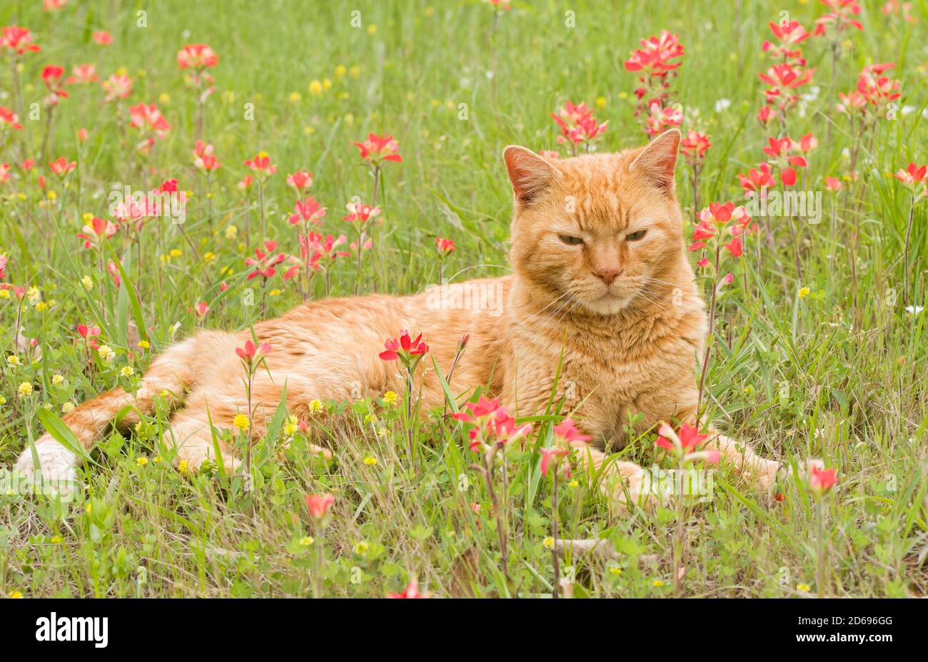 Handsome ginger tabby cat resting in grass surrounded by bright red ...