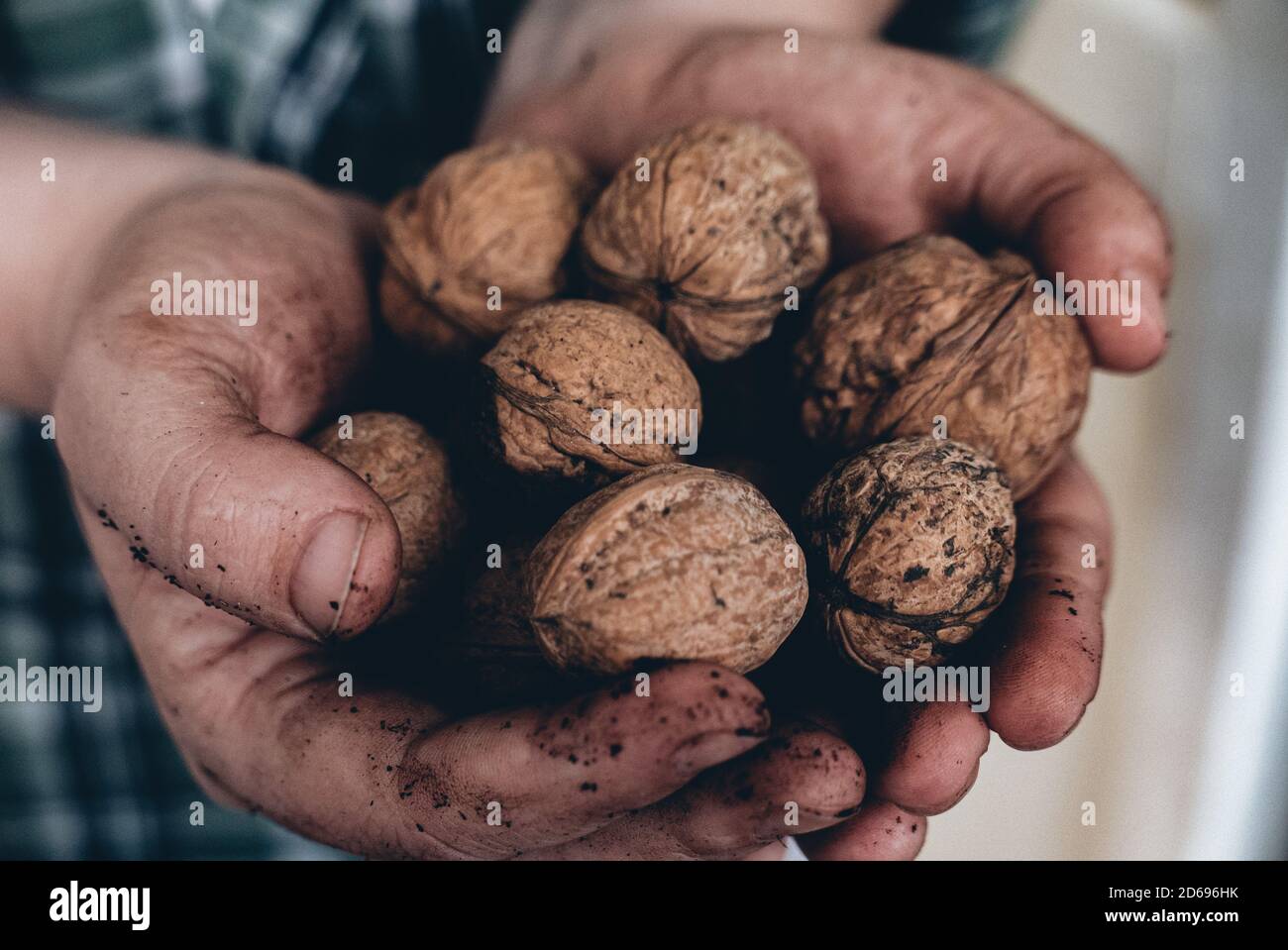 Two Farmer hands holding walnuts. Nuts in a hands of farmer Stock Photo ...