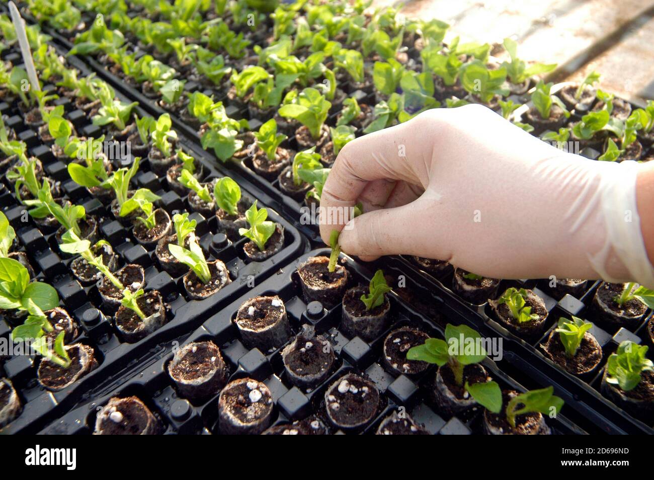 preparing seedlings by hand before planting them in the field Stock Photo - Alamy