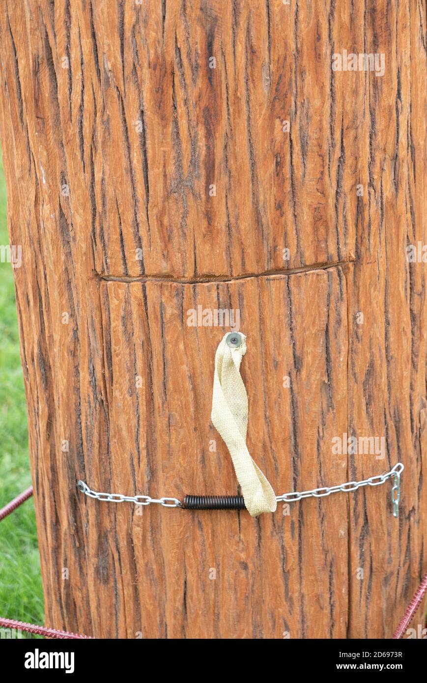 Groundhog in tree hi-res stock photography and images - Alamy