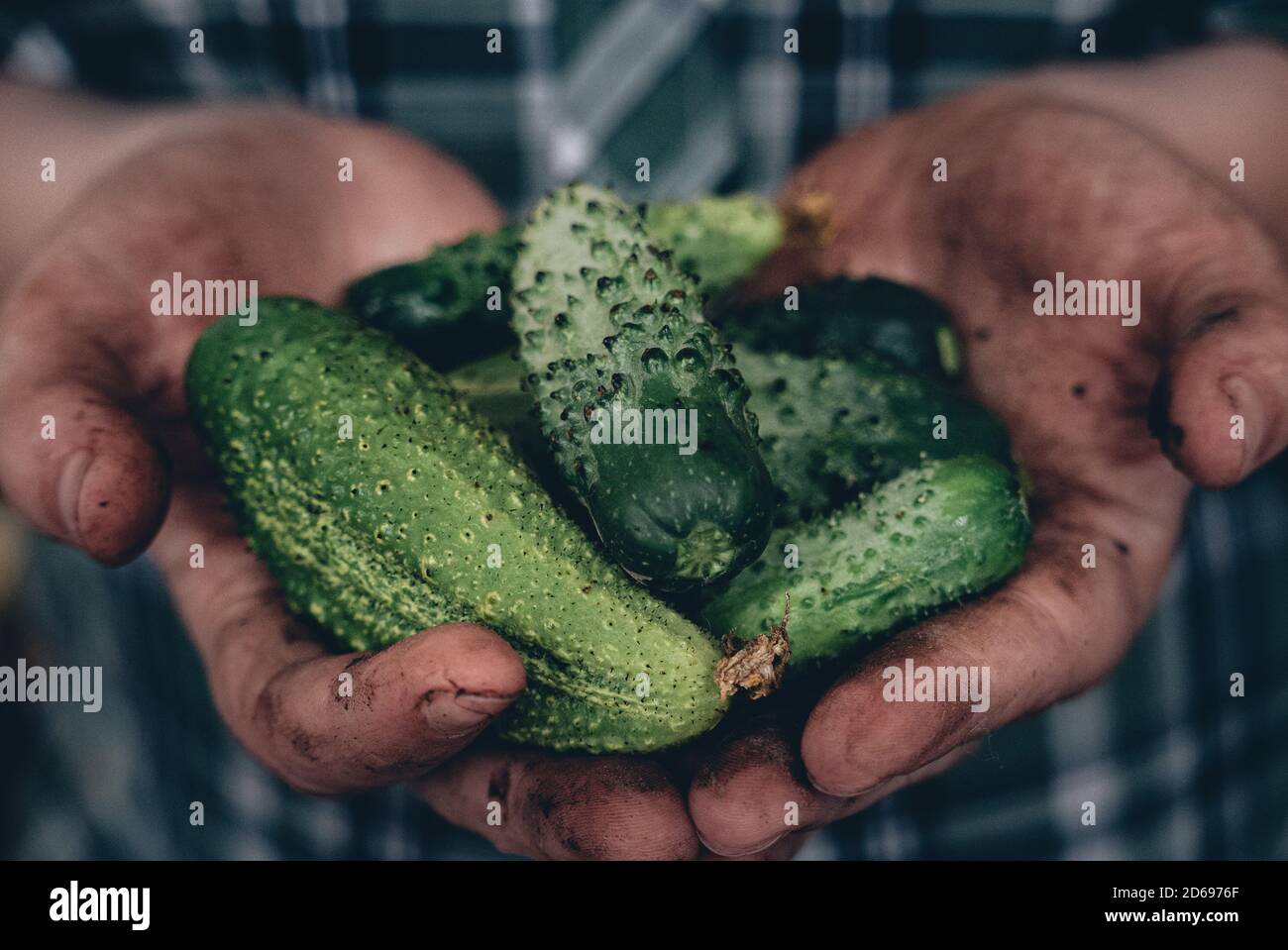 Fresh and ripe cucumbers in a hands of farmer Stock Photo - Alamy