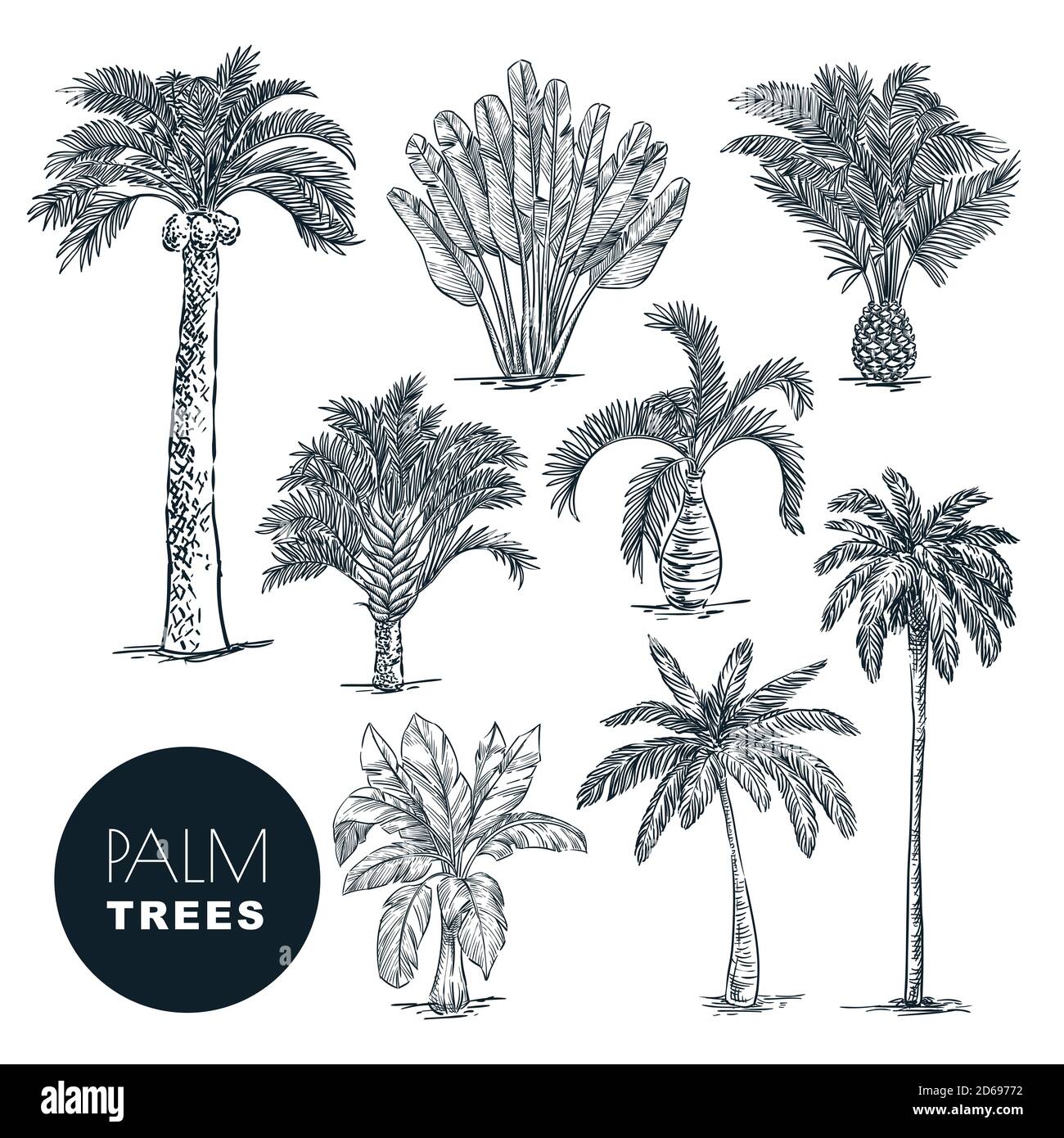 Hand drawn coconut branch Stock Vector Images - Alamy