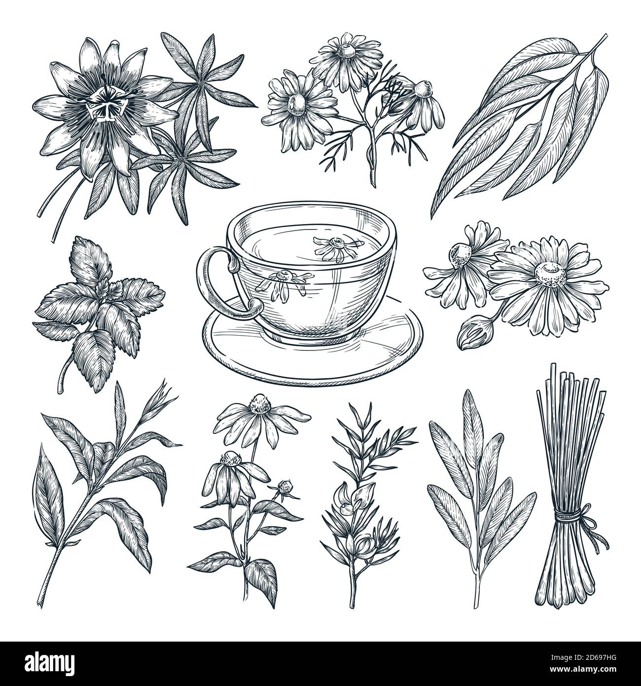 Medicinal herbs tea set Cut Out Stock Images & Pictures - Alamy