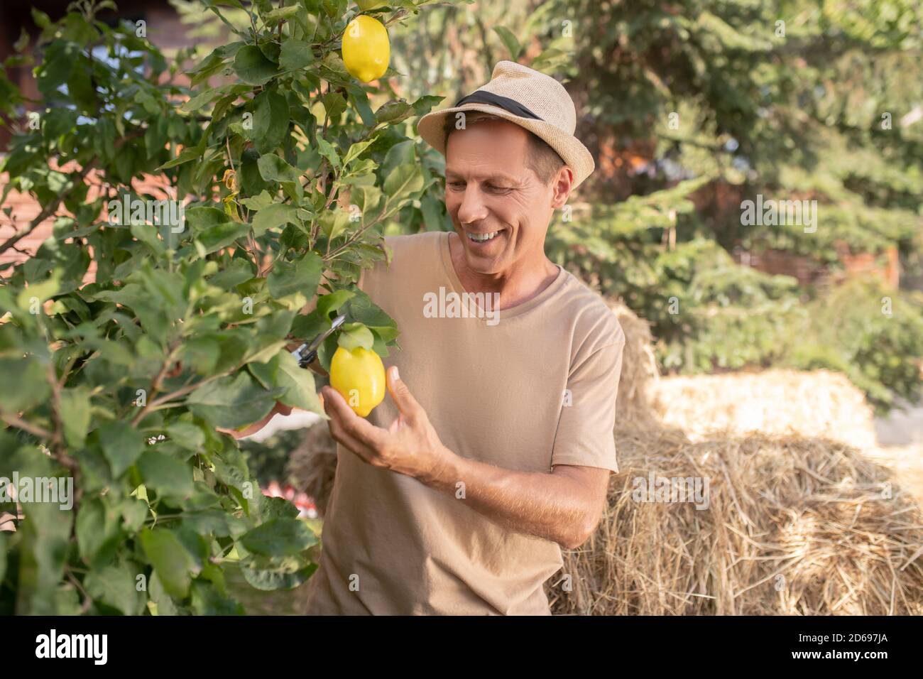 Smiling man in straw hat pruning lemon tree in the garden Stock Photo ...