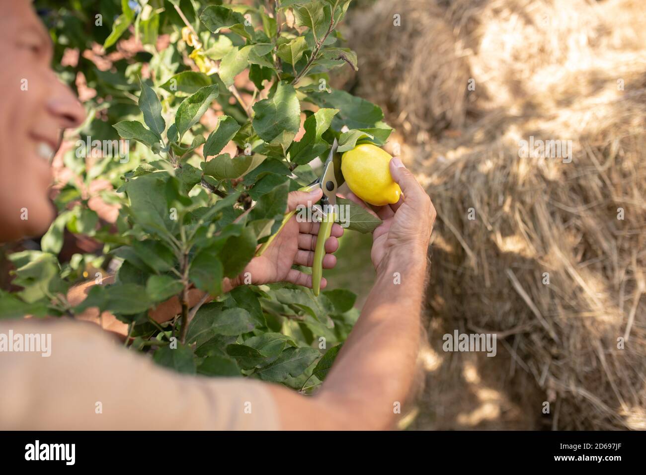 Smiling man pruning lemon tree in the garden Stock Photo - Alamy