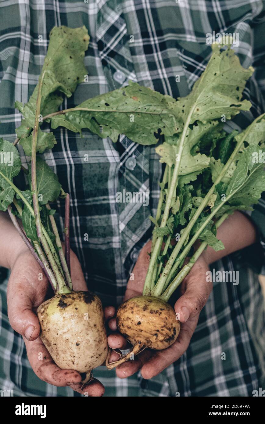 Hands holding turnips hi-res stock photography and images - Alamy