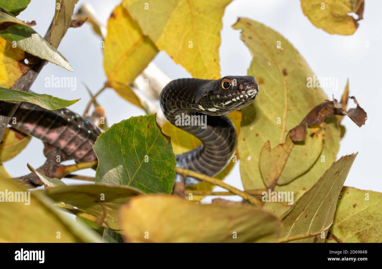Coachwhip snake hi-res stock photography and images - Alamy