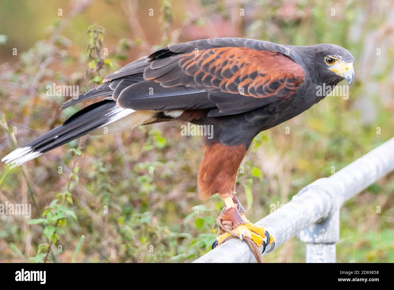 Harris's Hawk side profile, raptor, bird of prey, formerly bay-winged ...