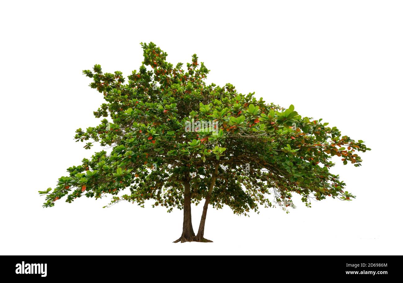 Tree isolated on white background high resolution for graphic ...