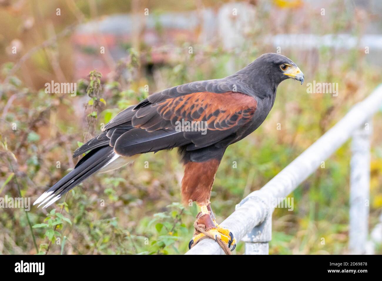 Side profile of bird hi-res stock photography and images - Alamy