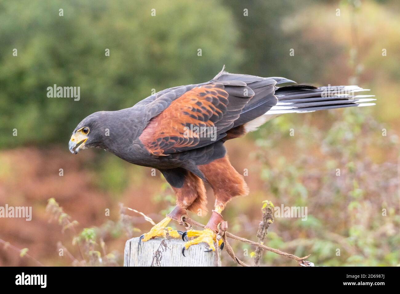 Harris's Hawk side profile, raptor, bird of prey, formerly bay-winged ...