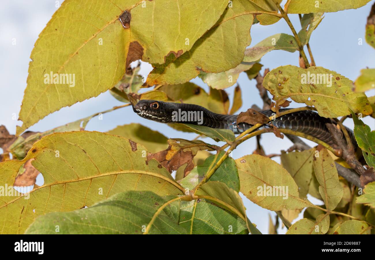 Eastern Coachwhip snake hiding up in a tree, smelling the air with its ...