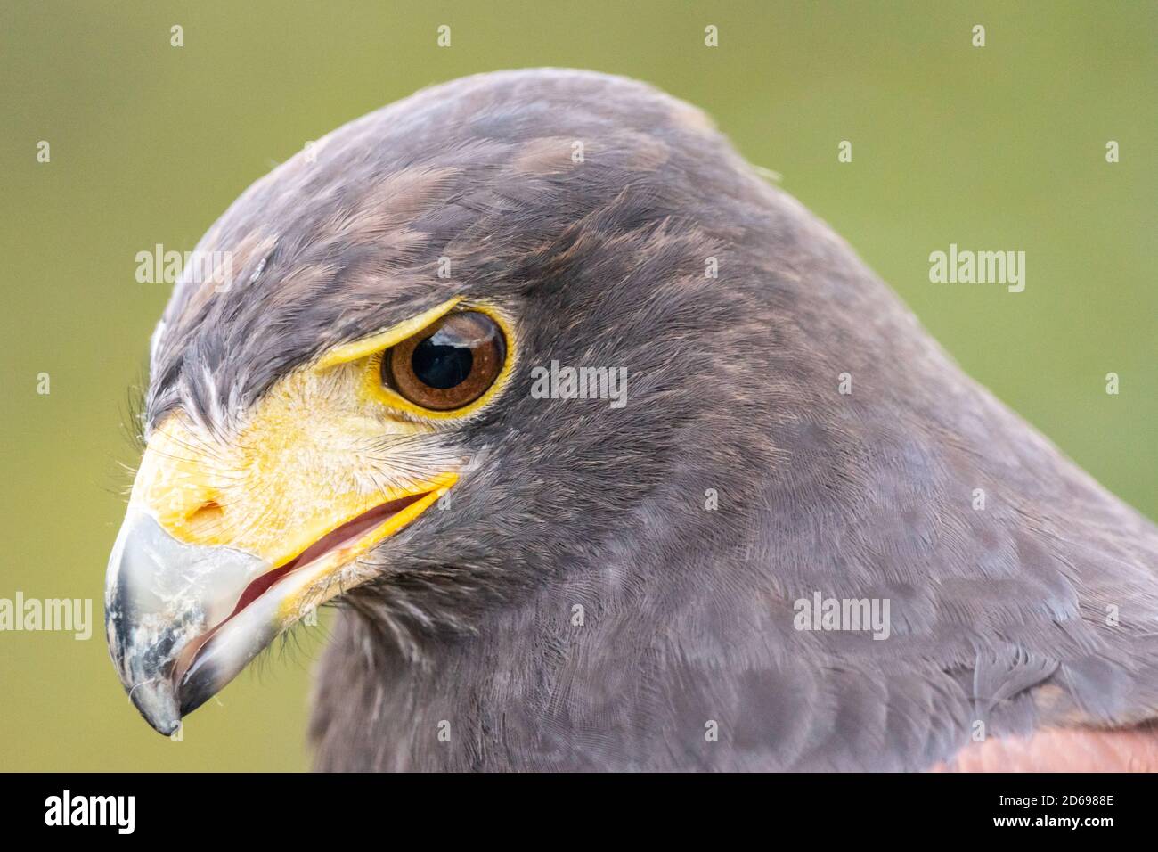 Harris's Hawk close up of head and beak side profile, raptor, bird of ...