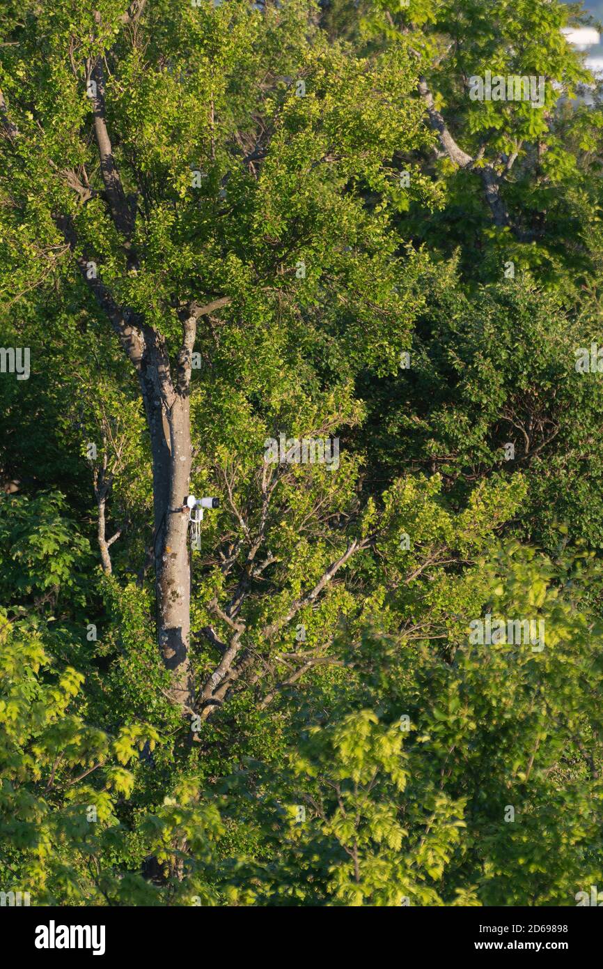 Surveillance camera mounted high up on tree. Panoramic web camera ...