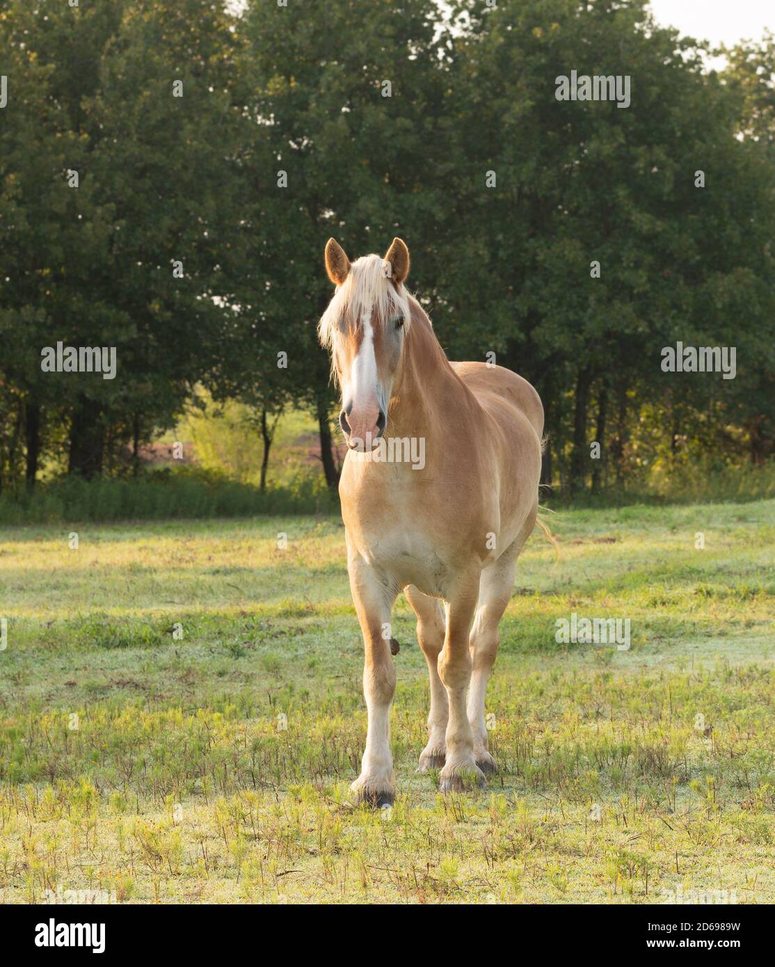 Beautiful blond belgian draft horse hi-res stock photography and images ...