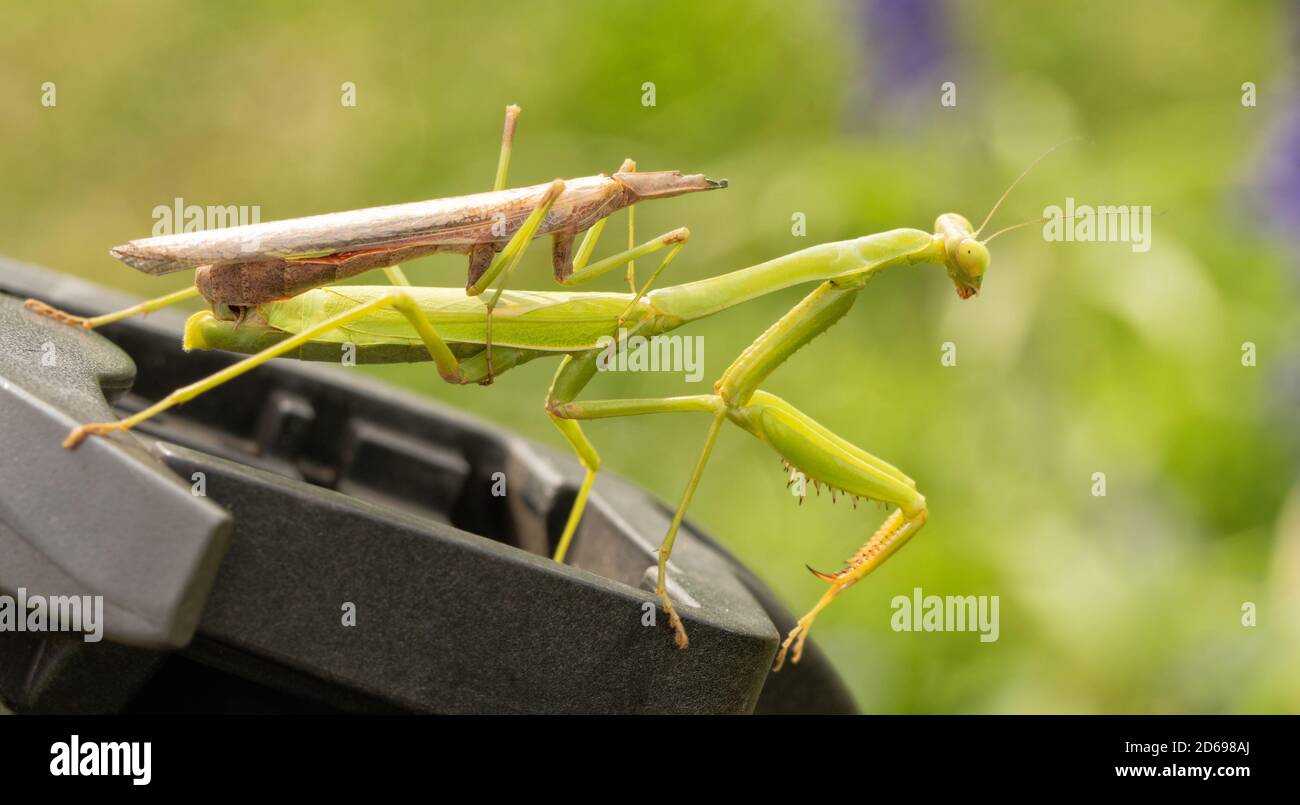 Female Carolina Mantis with a dead, headless male still attached to her ...
