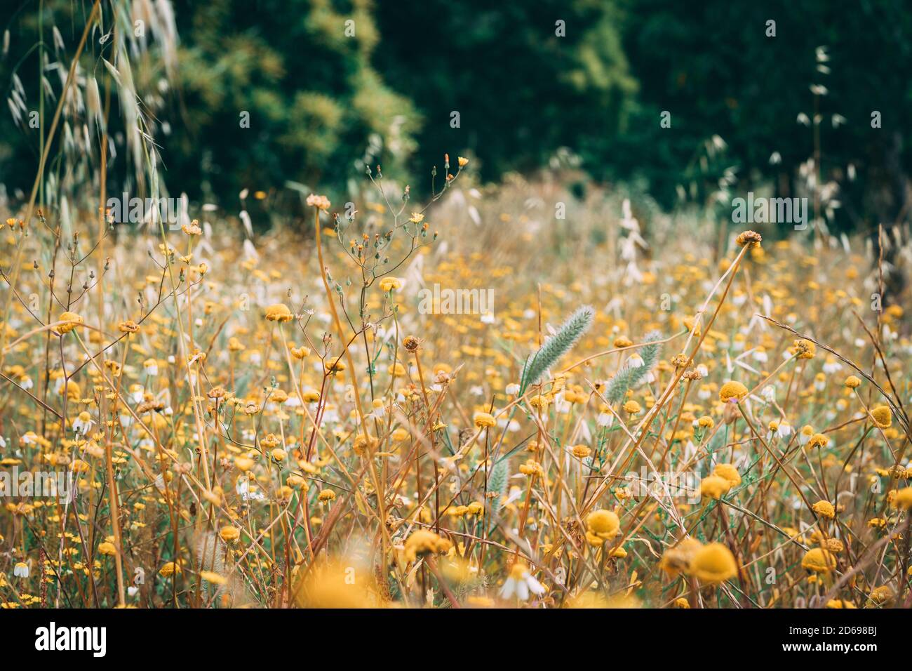 Spring flowers and field Stock Photo - Alamy