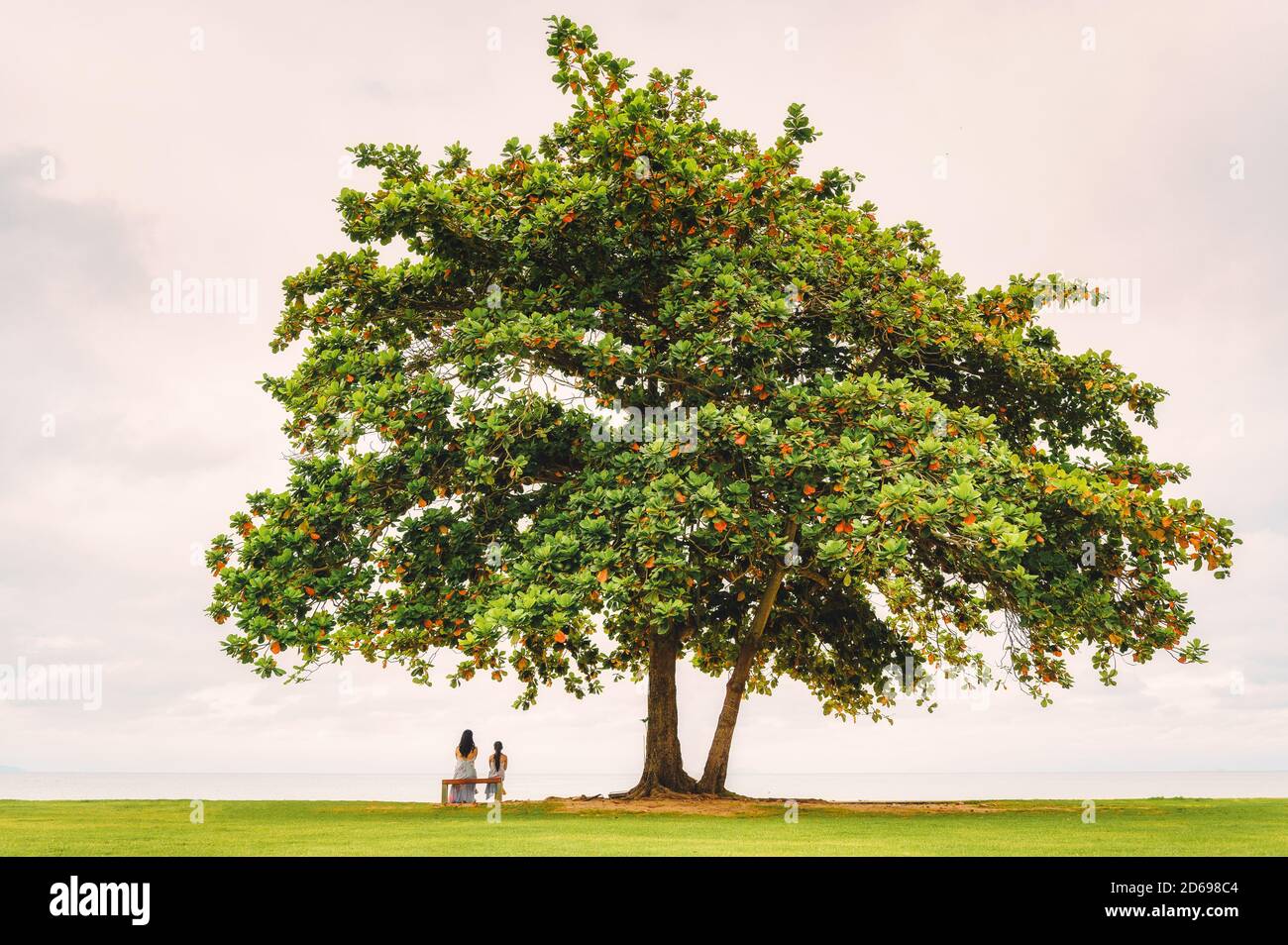 Tall oak tree hi-res stock photography and images - Alamy