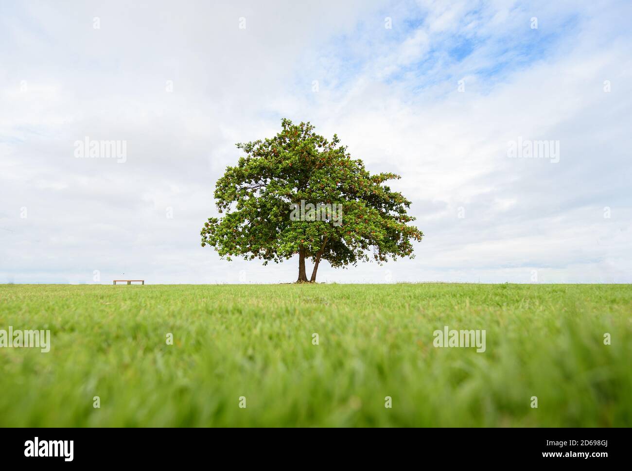 a field on which grows one beautiful tall oak tree, a summer landscape ...