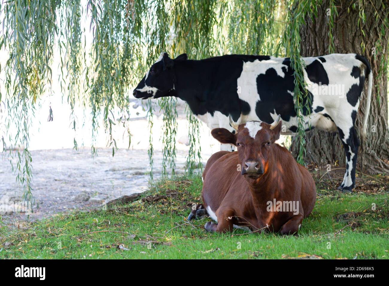 Two dairy cows switzerland hi-res stock photography and images - Alamy