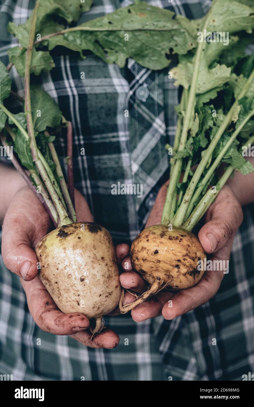 Fresh ripe turnips in a hands of farmer Stock Photo - Alamy
