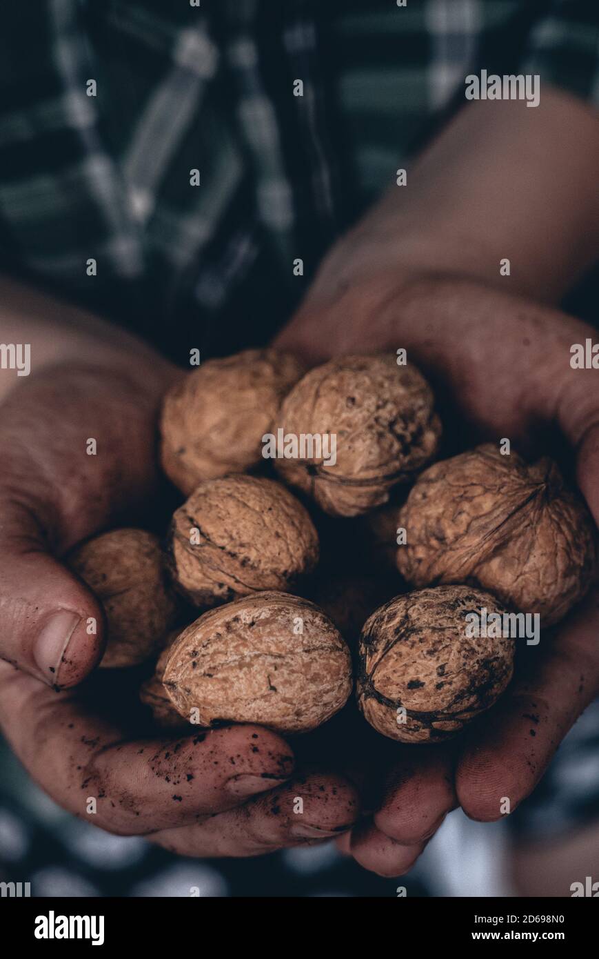 Two Farmer hands holding walnuts. Nuts in a hands of farmer Stock Photo ...