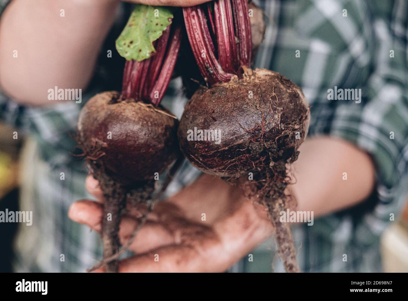 Hand holding beetroots hi-res stock photography and images - Alamy