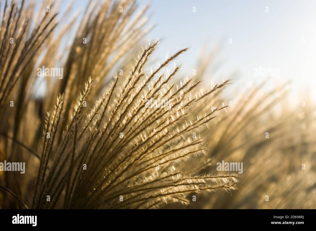 Chinese Silver Grass, Maiden Grass, Miscanthus chinese, Miscanthus ...