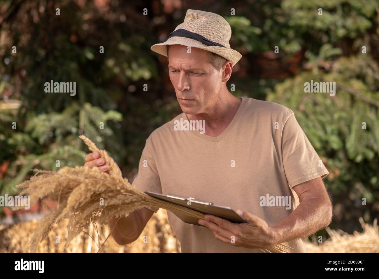 Straw millet hi-res stock photography and images - Alamy