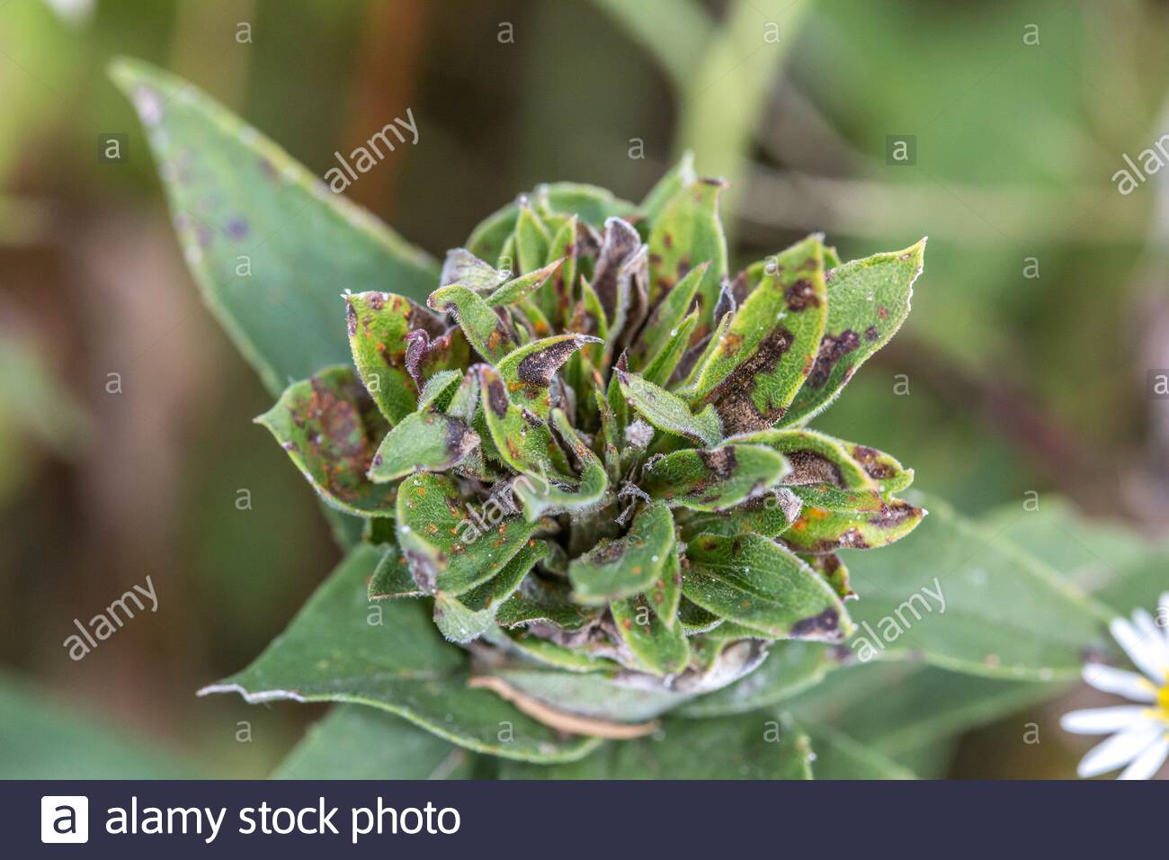 Stem Galls High Resolution Stock Photography and Images - Alamy