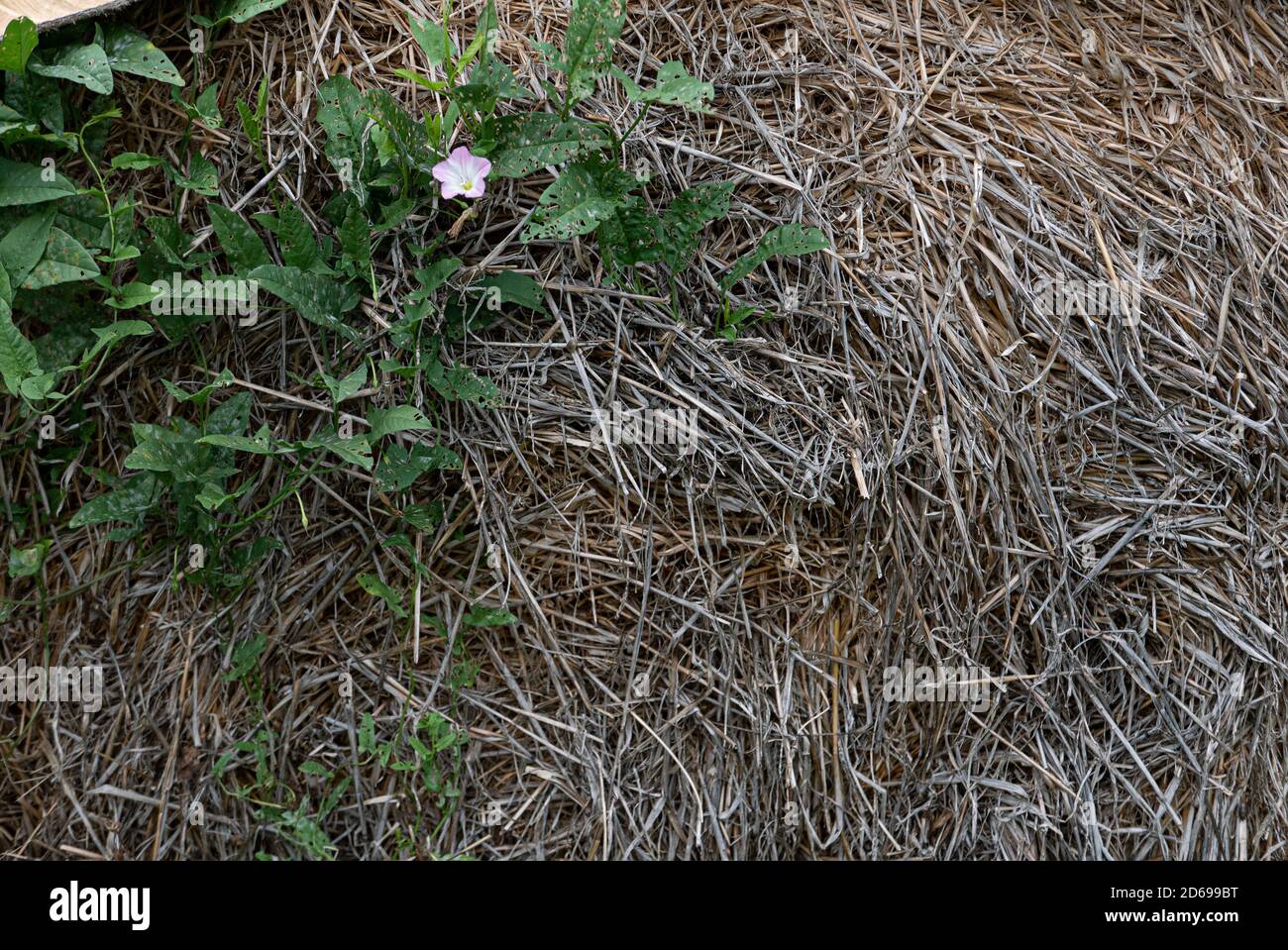 Autumn hay texture on the field outdoors Stock Photo - Alamy